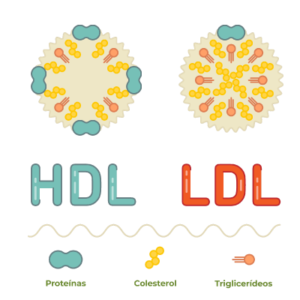 Colesterol HDL, LDL e Triglicerídeos: saiba o significado | Hilab ...